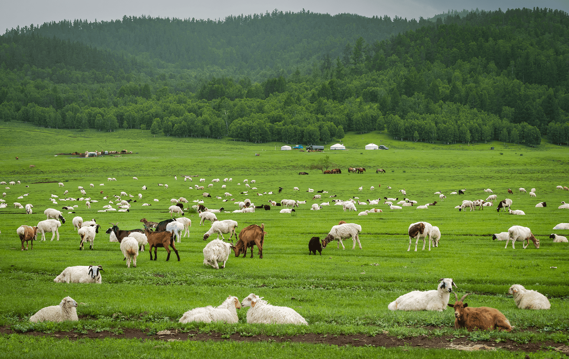Discover Mongolian Gers | One Day Mongolia
